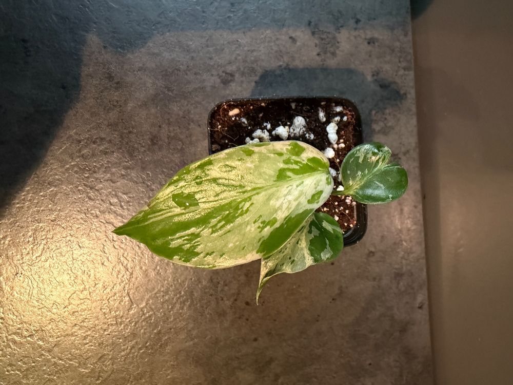 Monstera Bulbasaur Baby Plant (Neu (gemäss Beschreibung)) in Losone für ...