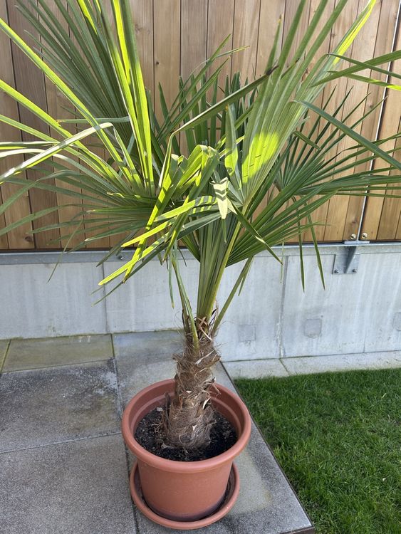 Palme Trachycarpus fortunei | Kaufen auf Ricardo