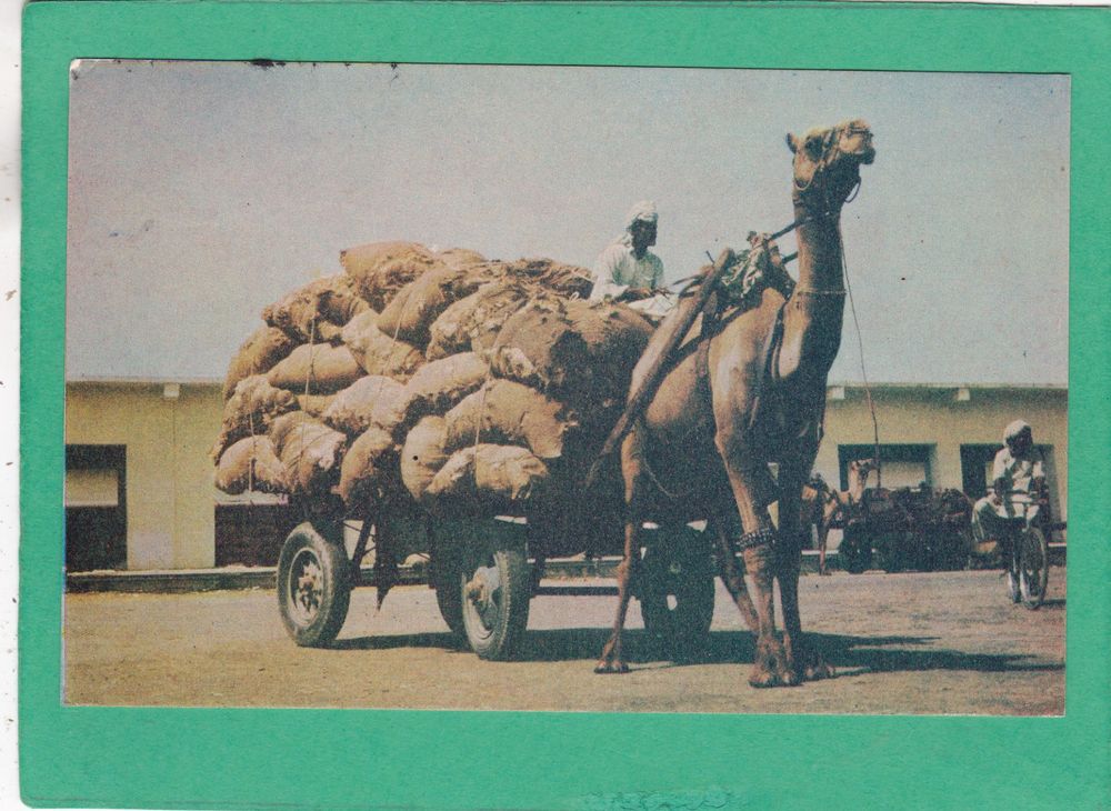 Pakistan Karachi Camel Cart Karatschi Kamelwagen (Usato) a per CHF 1 ...