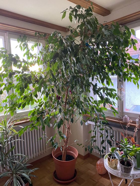 Grosser Ficus benjamina Baum | Kaufen auf Ricardo