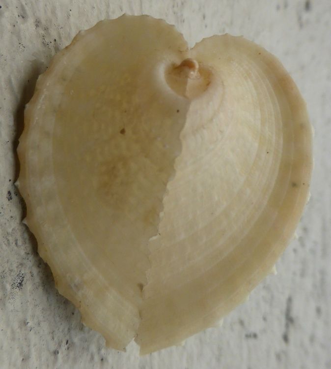 CORCULUM CARDISSA DIONACEUM, HERZMUSCHEL ! FRIEDEN U. LIEBE | Kaufen ...