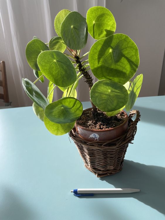 Geldbaum (Pilea) 2 | Kaufen auf Ricardo