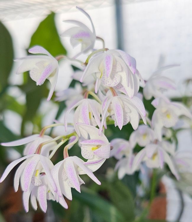 Orchidee Dendrobium kingianum Apfelblüte | Kaufen auf Ricardo