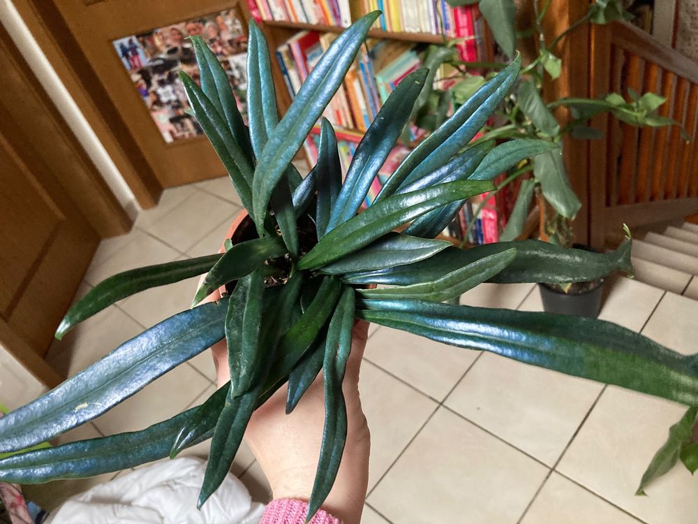 Microsorum thailandicum blue oil fern fougère | Kaufen auf Ricardo