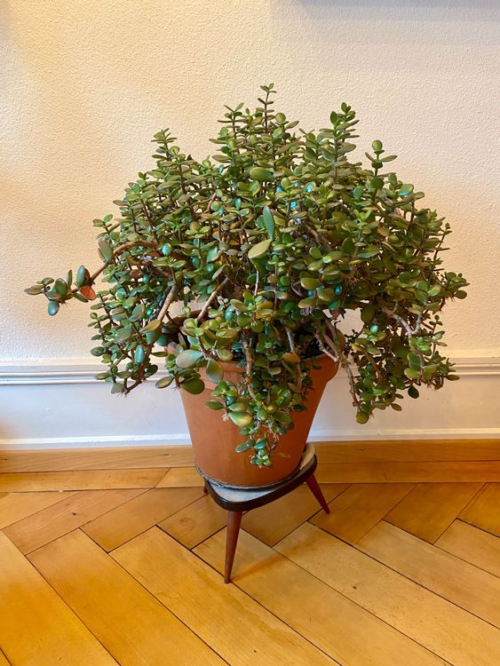 Grosser Geldbaum / Pfenningbaum / Crassula Ovata | Kaufen auf Ricardo