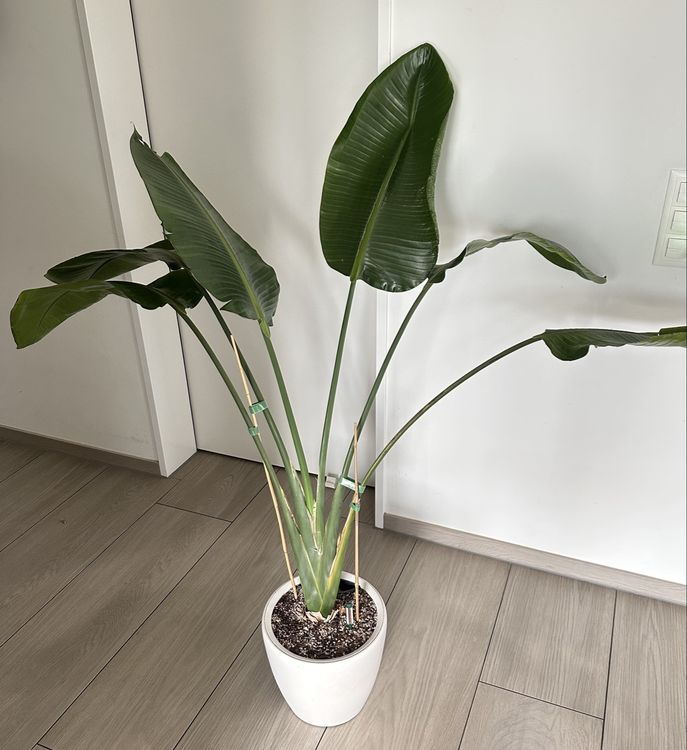 Strelitzie / Paradiesvogelblume | Kaufen auf Ricardo