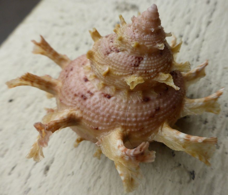 BOLMA GIRGYLLUS, WUNDER DER NATUR, 6 CM, MIT DORNEN SELTEN (Gebraucht ...