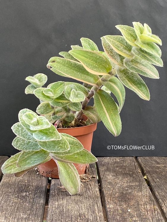 Tradescantia Sillamontana Aurea Variegata - STECKLING | Kaufen auf Ricardo