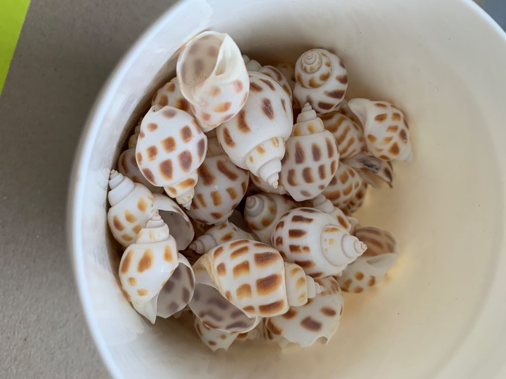 Dekorations Muscheln und Schnecken | Kaufen auf Ricardo