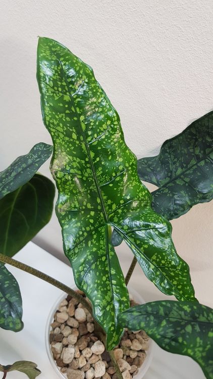 Alocasia boyceana Shattered Glass (Gebraucht) in Fahrweid für CHF 70 ...