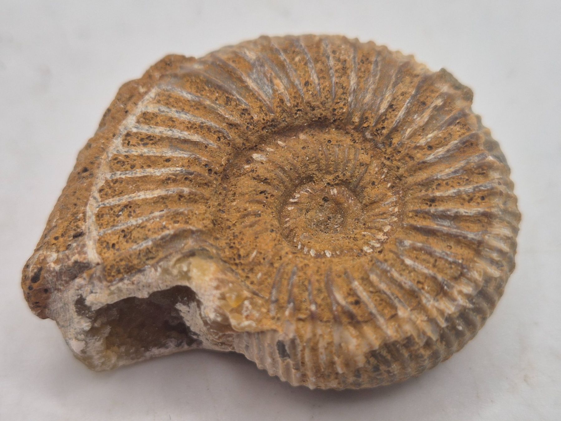 Ammonit aus Marokko – echtes Fossil aus der Urzeit (22) (Neu und ...