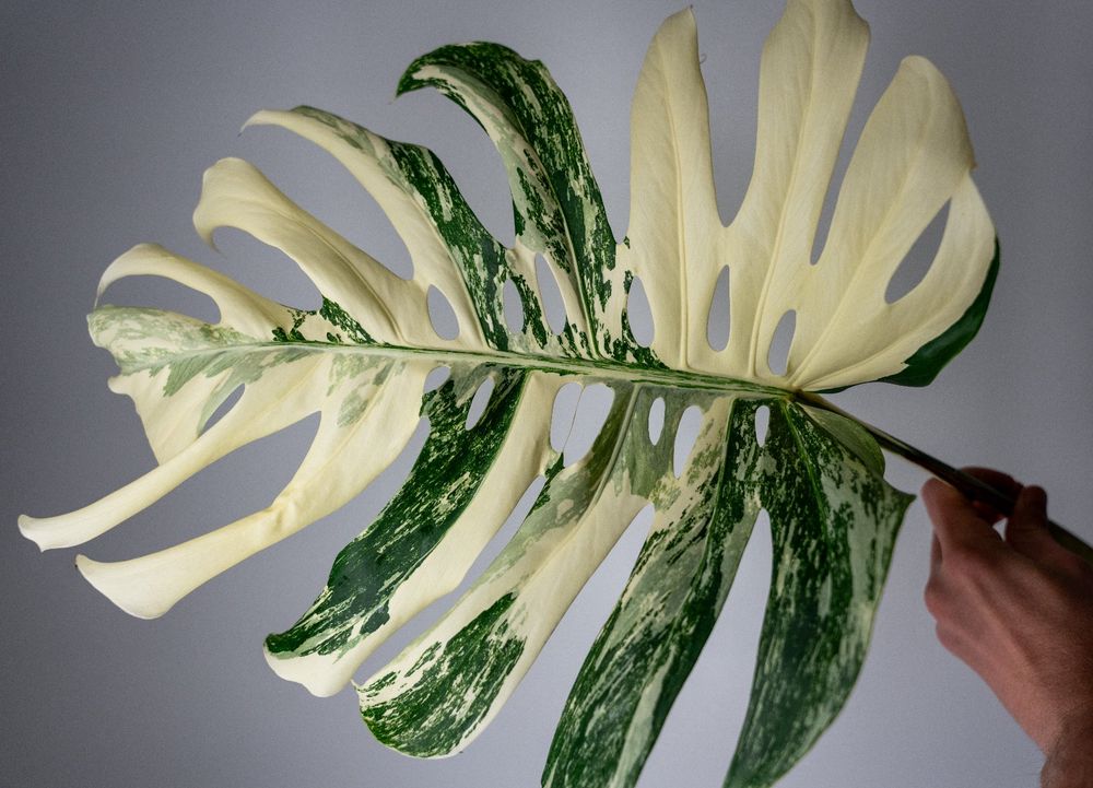 Monstera deliciosa albo variegata Stammsteckling high white (Gebraucht ...