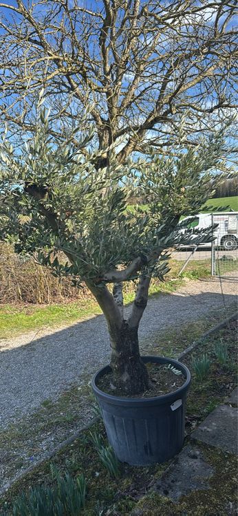 Robuster Olivenbaum im Topf - Winterhart und pflegeleicht (Neu (gemäss Beschreibung)) in Uster ...