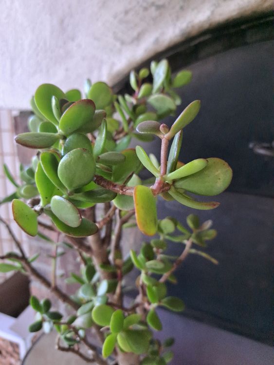 Geldbaum, Crassula, Glücksbringer für Ihr Zuhause 60 (Gebraucht) in ...