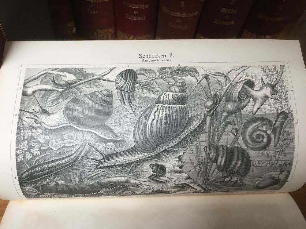 Meyers Grosses Lexikon 24 Bänder (Gebraucht) in zürich für CHF 120 ...