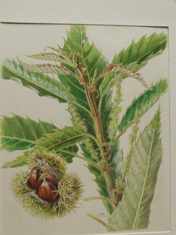 Pia Roshardt Original Maroni (Neu und originalverpackt) in Hedingen für ...