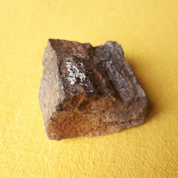 versteinerter Dinosaurier-Knochen Fossil (Gebraucht) in Egg b. Zürich ...
