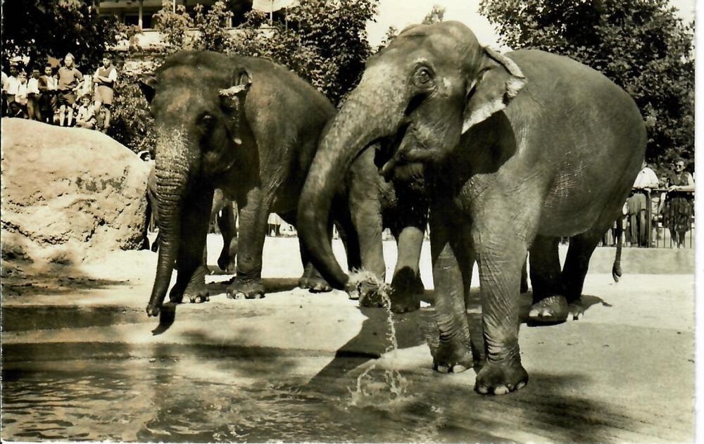 Zoo Basel (Gebraucht) in Hochdorf für CHF 3 – mit Lieferung auf Ricardo ...
