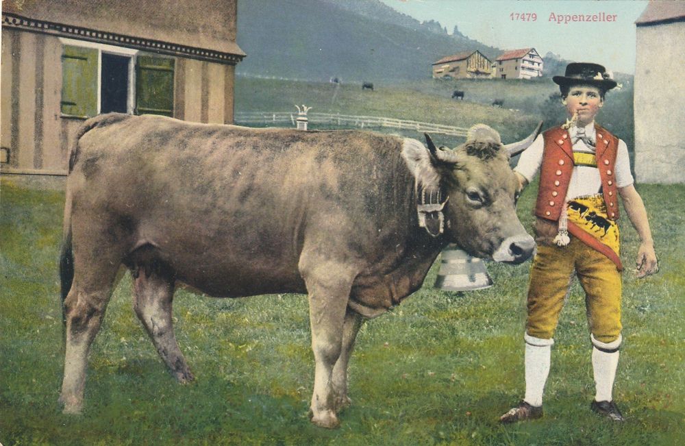 Appenzeller mit Kuh | Kaufen auf Ricardo