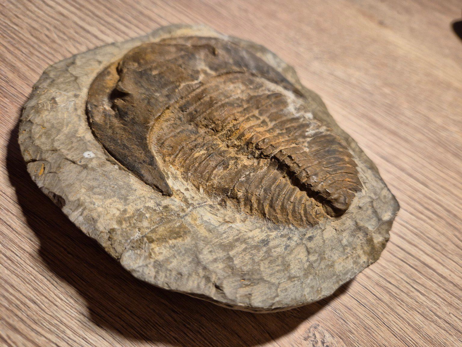 Fossile de trilobite – Paléozoïque – env. 10 cm (Gebraucht) in Sugnens ...