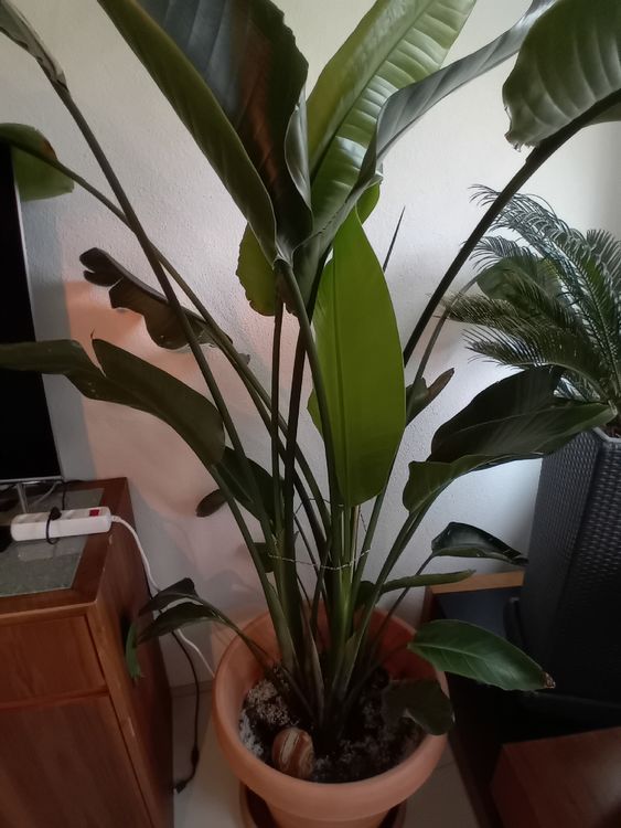 Zimmerpflanze Strelitzie inkl. Topf | Kaufen auf Ricardo