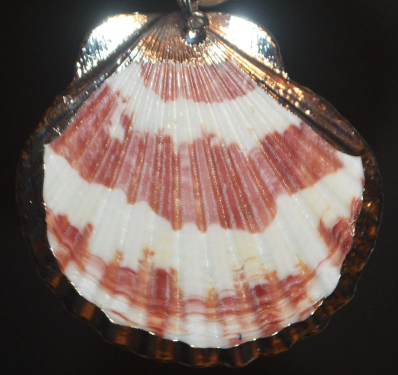 Deko Meer 311 – Schmuckanhänger Muschel – silbrig umrandet (Neu und ...