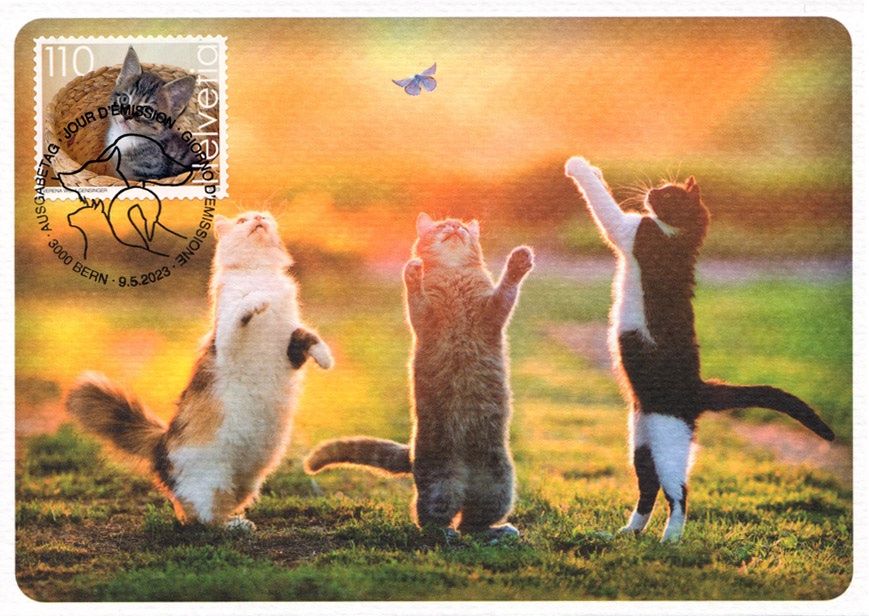 Maximumkarte Süsse Tiere - Katze (Neu (gemäss Beschreibung)) in Dottikon für CHF 4 – mit ...