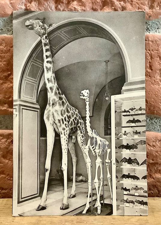 Alte AK - NEUE UNIVERSITÄT ZÜRICH - Giraffe & Gerippe (Gebraucht) in ...