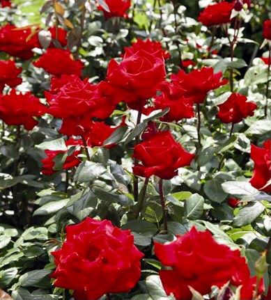 Rose Theahybrid "TRANDAFIR" Farbe: BLUTROT (Stamm mit 50 cm) (Neu und ...