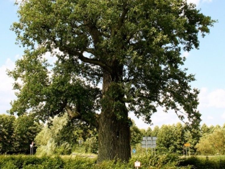 Eiche, Eichenbaum | Kaufen auf Ricardo