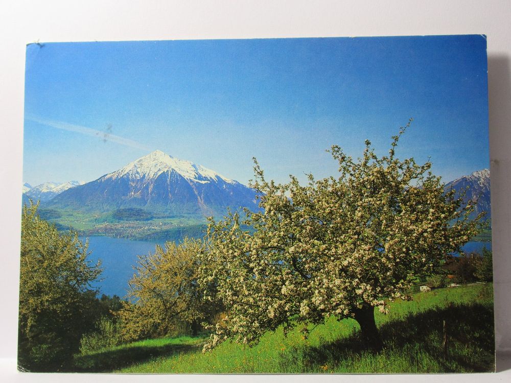 AK Niesen Thunersee 1981 | Kaufen auf Ricardo