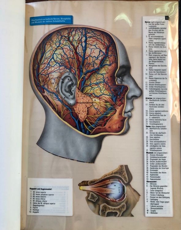 Anatomische Bildtafeln - diverse Querschnitte | Kaufen auf Ricardo