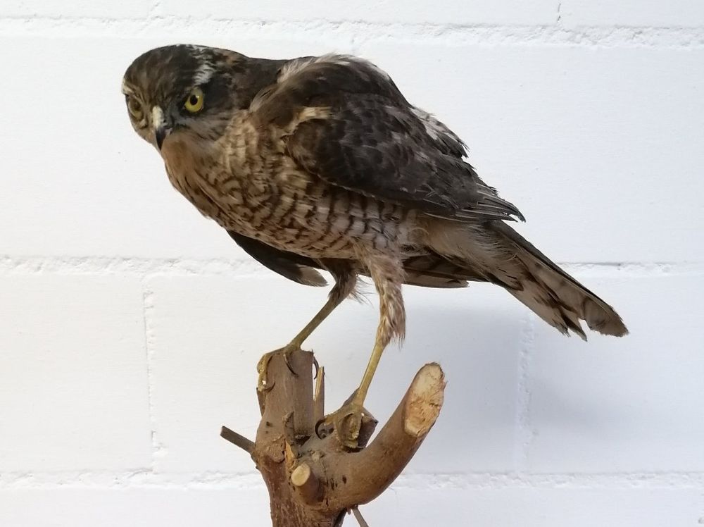 Tierpräparate Igel Dachs Marder und Co. | Kaufen auf Ricardo