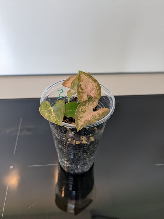 Syngonium Pink Splash Red Spot- Rare (Gebraucht) in Winkel für CHF 5 ...