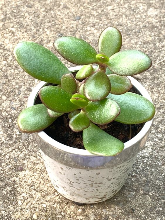 Geldbaum Crassula ovata Pfennigbaum in edlem Topf (Neu (gemäss ...