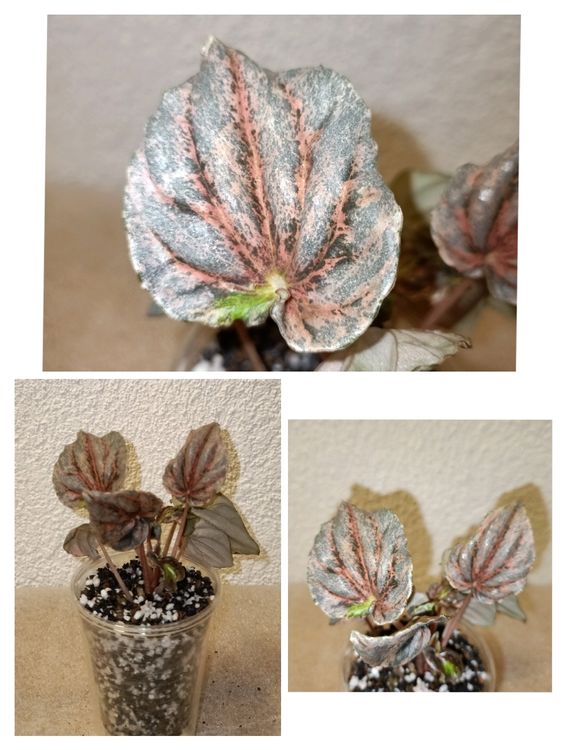 Peperomia Marble Caperata Pink Lady Variegated . (Neu (gemäss ...