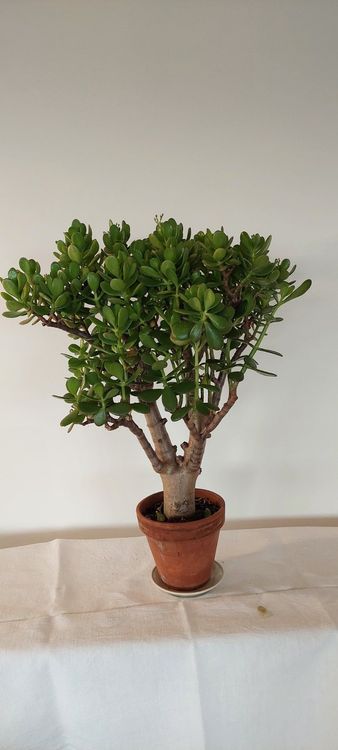 Geldbaum, 12 Jahre alt, ca 50 cm gross (Neu (gemäss Beschreibung)) in ...