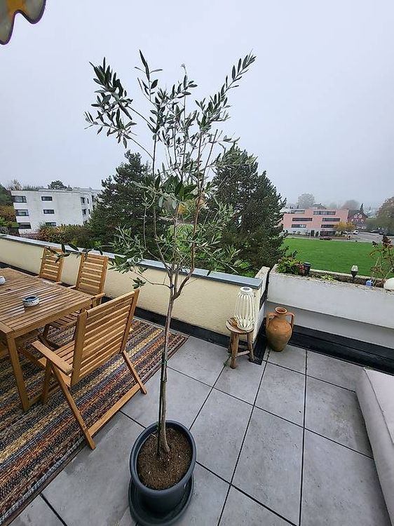 Baum Fur Terrasse