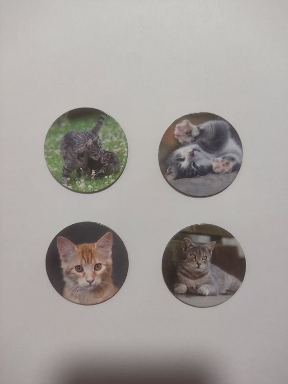 Katzen Fotos Magnete (Gebraucht) in Buchs AG für CHF 1 – mit Lieferung ...
