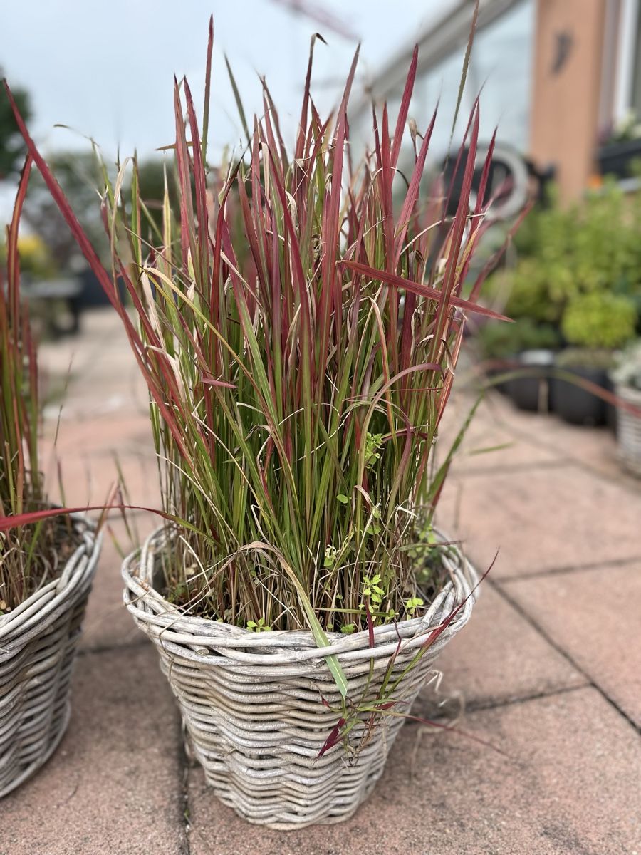 Ziergraeser, Herbstzauber für den Garten! (Gebraucht) in Zürich für CHF 19 – nur Abholung auf ...