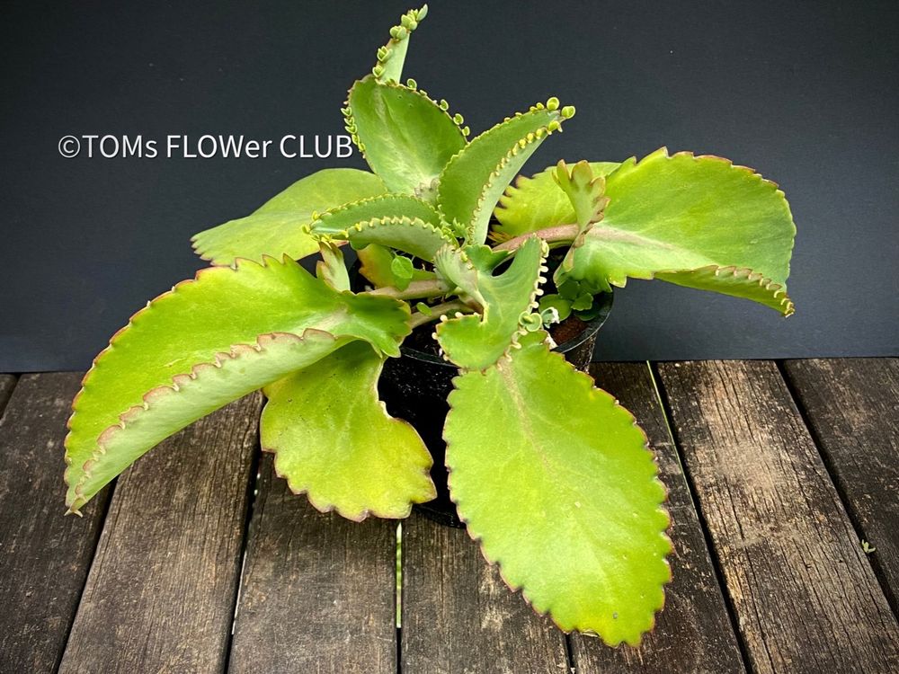 Kalanchoe Daigremontiana M (Neu (gemäss Beschreibung)) in Adliswil für CHF 22 – mit Lieferung ...