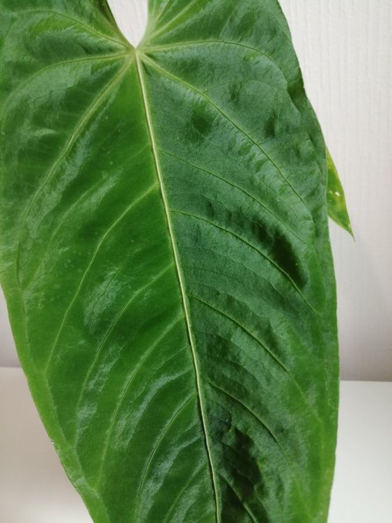 Anthurium Queremalense (Gebraucht) in für CHF 120 – mit Lieferung auf ...