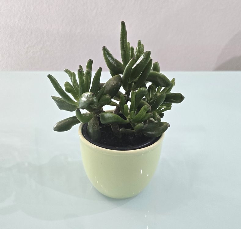 Pflanze Geldbaum Crassula ovata Gollum Dickblatt 23.5cm (Gebraucht) in ...