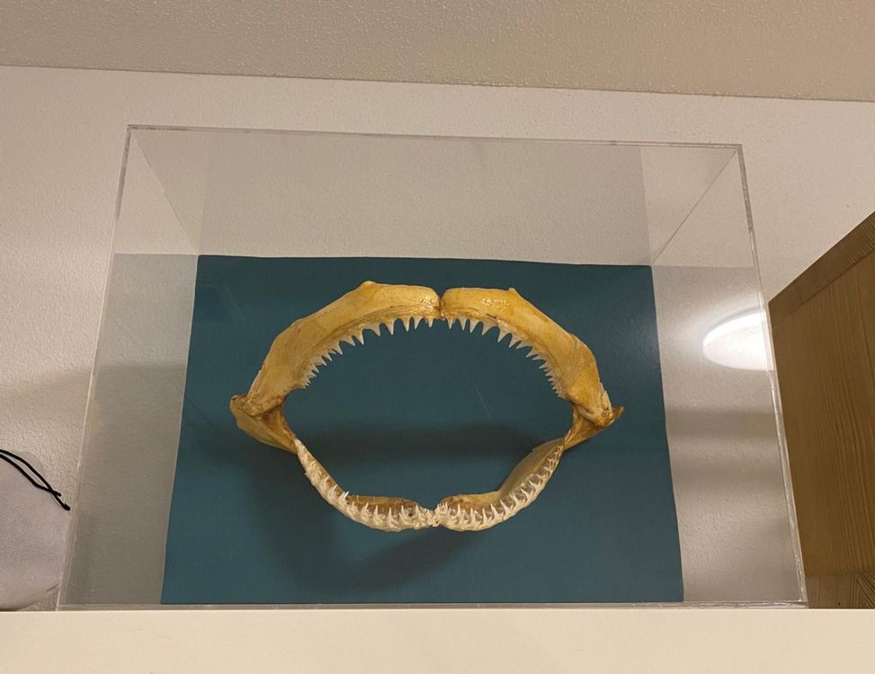Sandtigerhai oder Tigerhai Gebiss (Neu (gemäss Beschreibung)) in Muhen ...