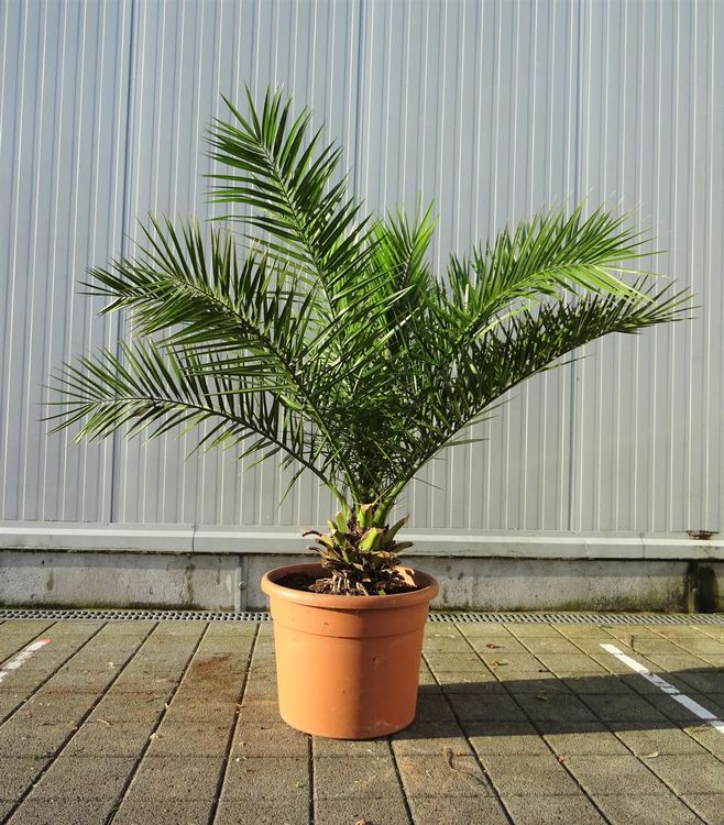 Kanarische Dattelpalme - Phoenix Palme | Kaufen auf Ricardo