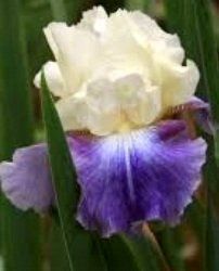 Seltener Irisblock "Cremeweiß und blau" Iris bloc bulbe (Neu und ...