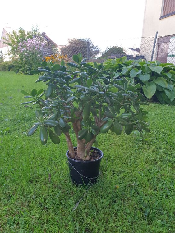 Dickblatt Geldbaum Crassula | Kaufen auf Ricardo