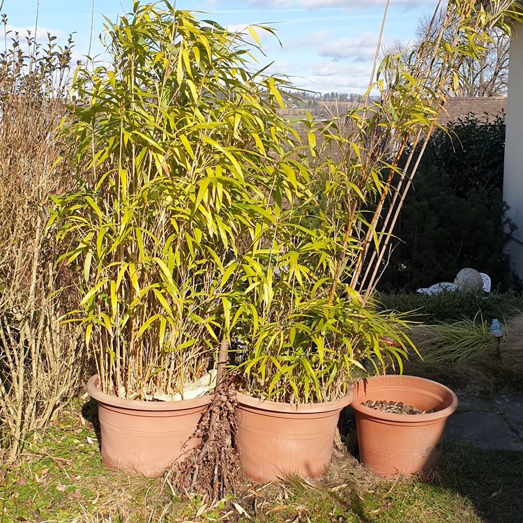 Pflanze rechts im Topf, Bambus? (Gebraucht) in Ossingen für CHF 50 ...