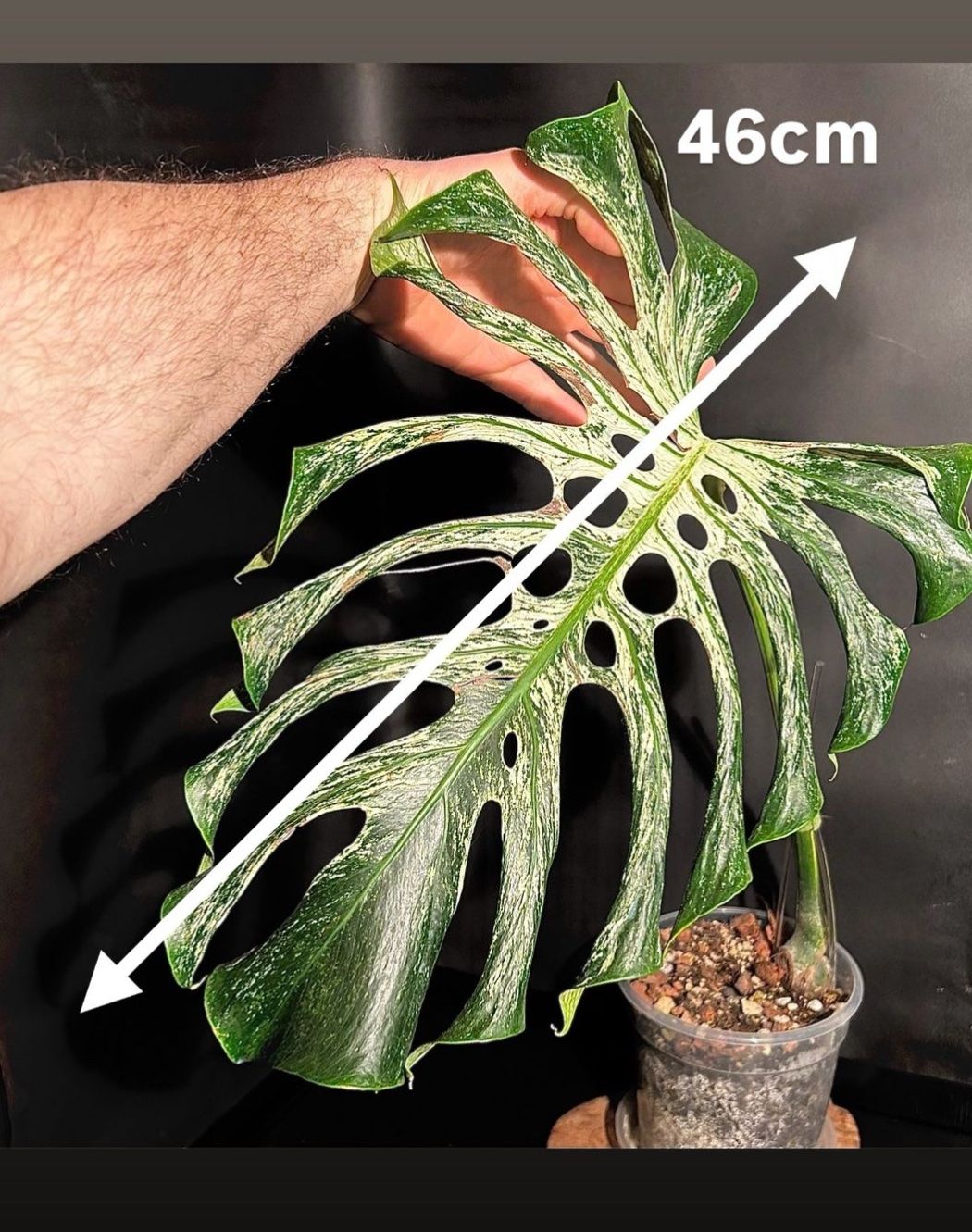 🔥 MONSTERA DEVIL MONSTER XL BLATT TOP BEWURZELT🔥 (Gebraucht) in ...