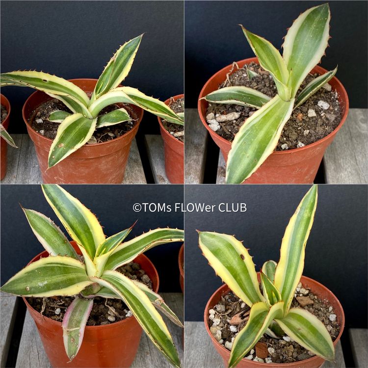 Agave Lophantha Variegata Quadricolor III (Neu (gemäss Beschreibung)) in Adliswil für CHF 23 ...
